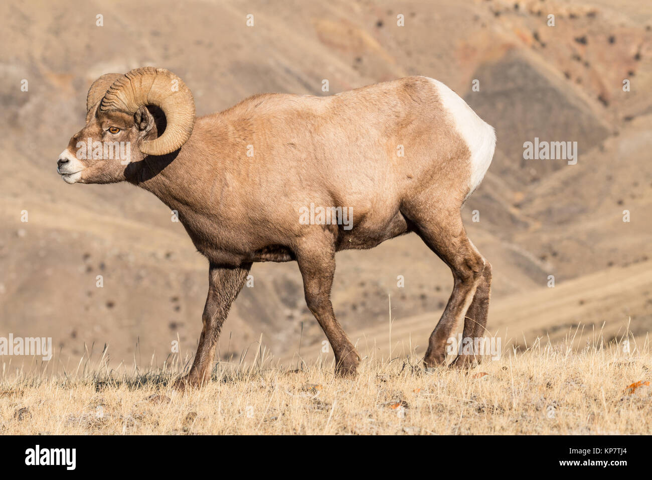 Bighorn ram in Yellowstone National Park Stock Photo - Alamy