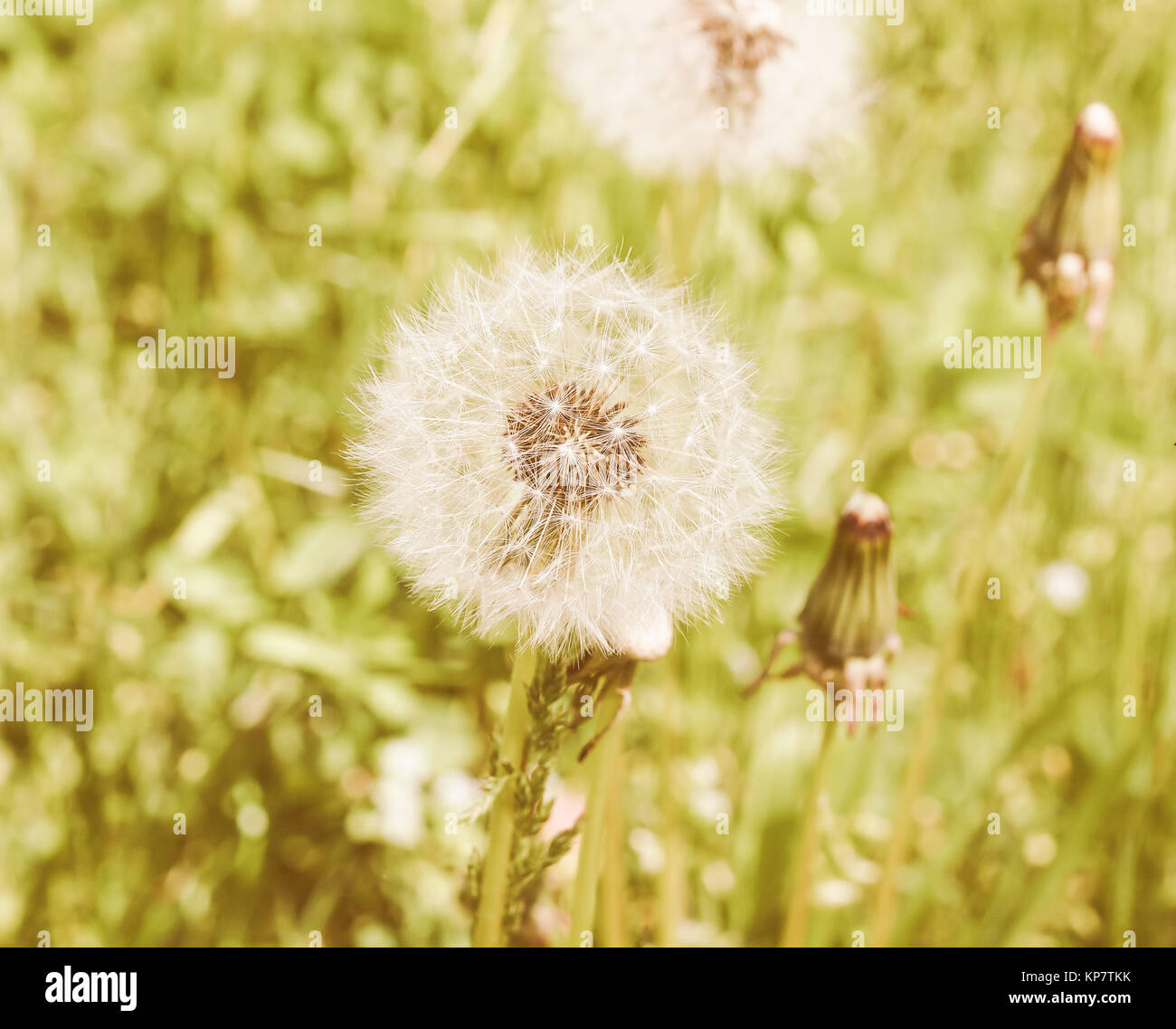 Retro looking Dandelion flower Stock Photo - Alamy