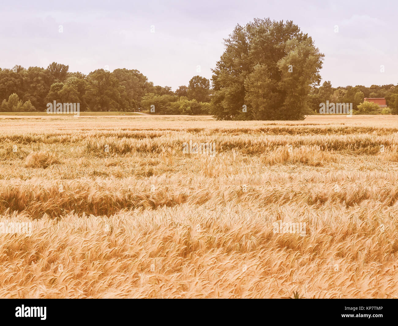 Barleycorn hi-res stock photography and images - Alamy