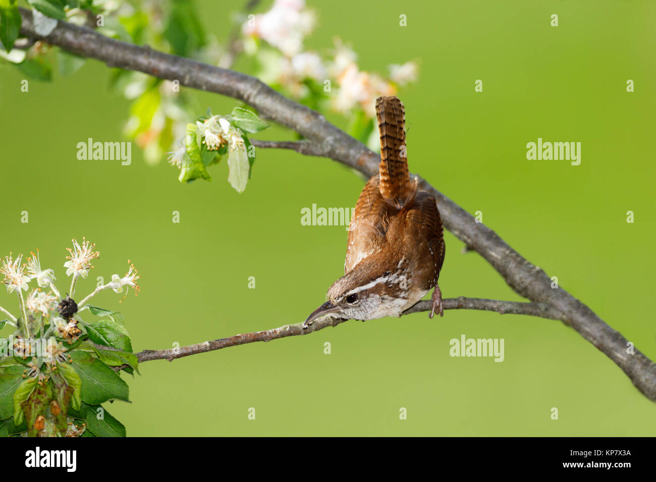 Carolina wrens hi-res stock photography and images - Alamy