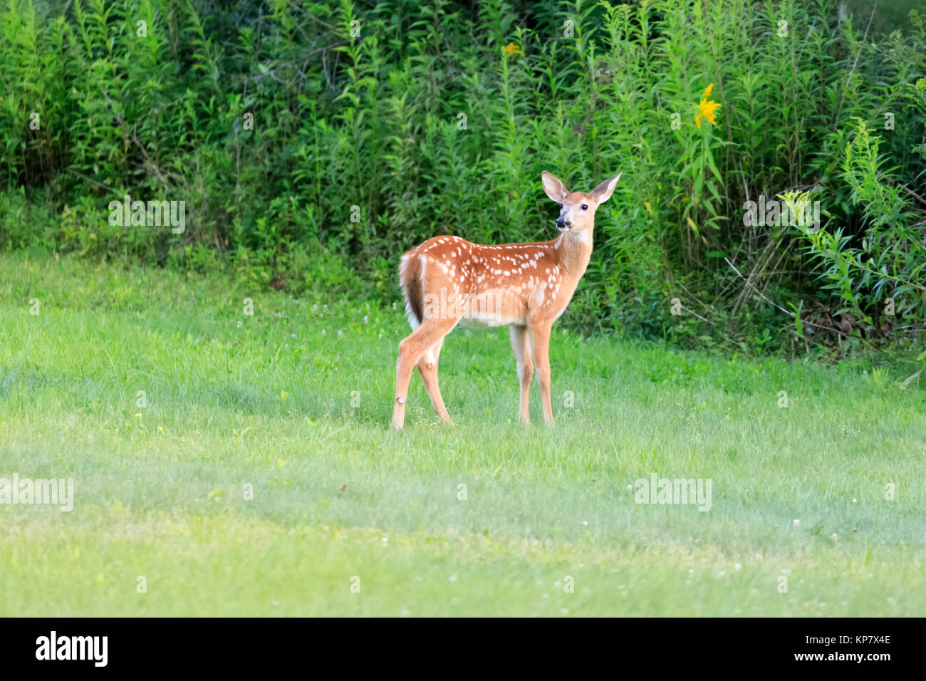 Fawn with spots hi-res stock photography and images - Alamy