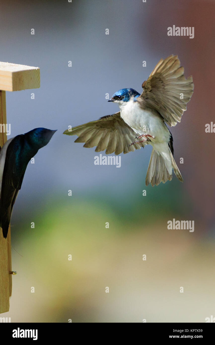Tree Swallow In Flight Landing To Feed At Nest Box Stock Photo - Alamy