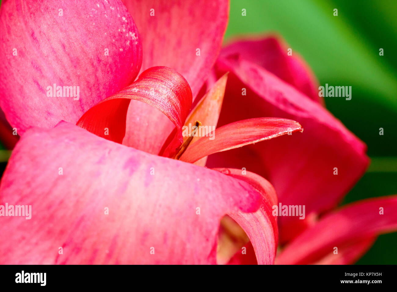 Lily flower showing stamen hi-res stock photography and images - Alamy