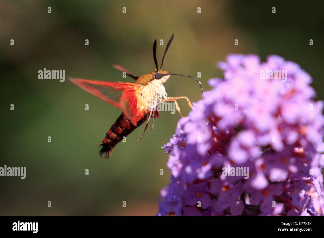 Clear Wing, Hummingbird Moth In Flight Pollinating A Butterfly Bush in ...