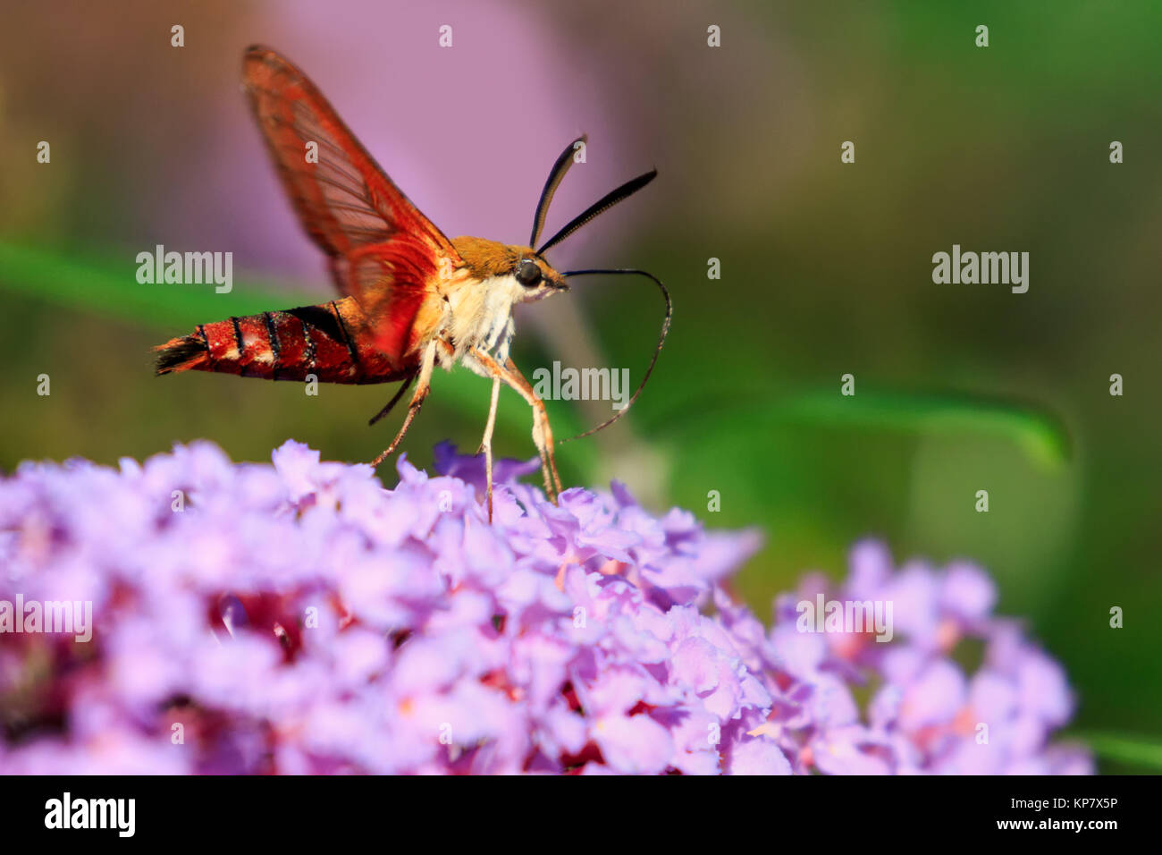 Clear Wing, Hummingbird Moth In Flight Pollinating A Butterfly Bush in ...