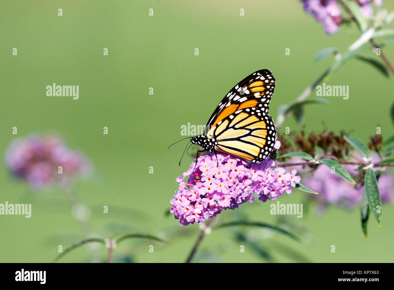 Monarch Butterfly On Butterfly Bush In Back Yard Stock Photo - Alamy