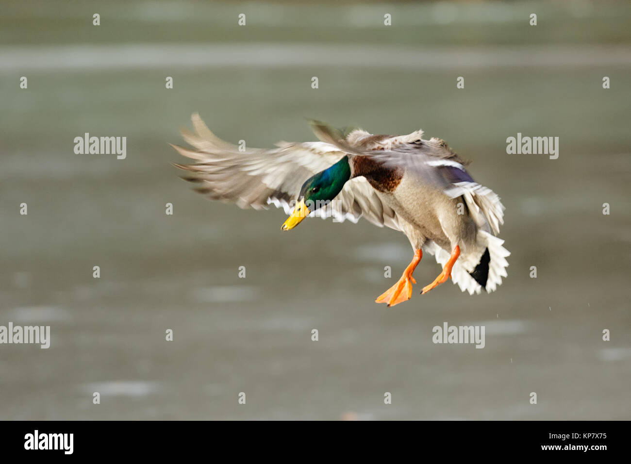 Mallard Male In Flight Landing Stock Photo - Alamy