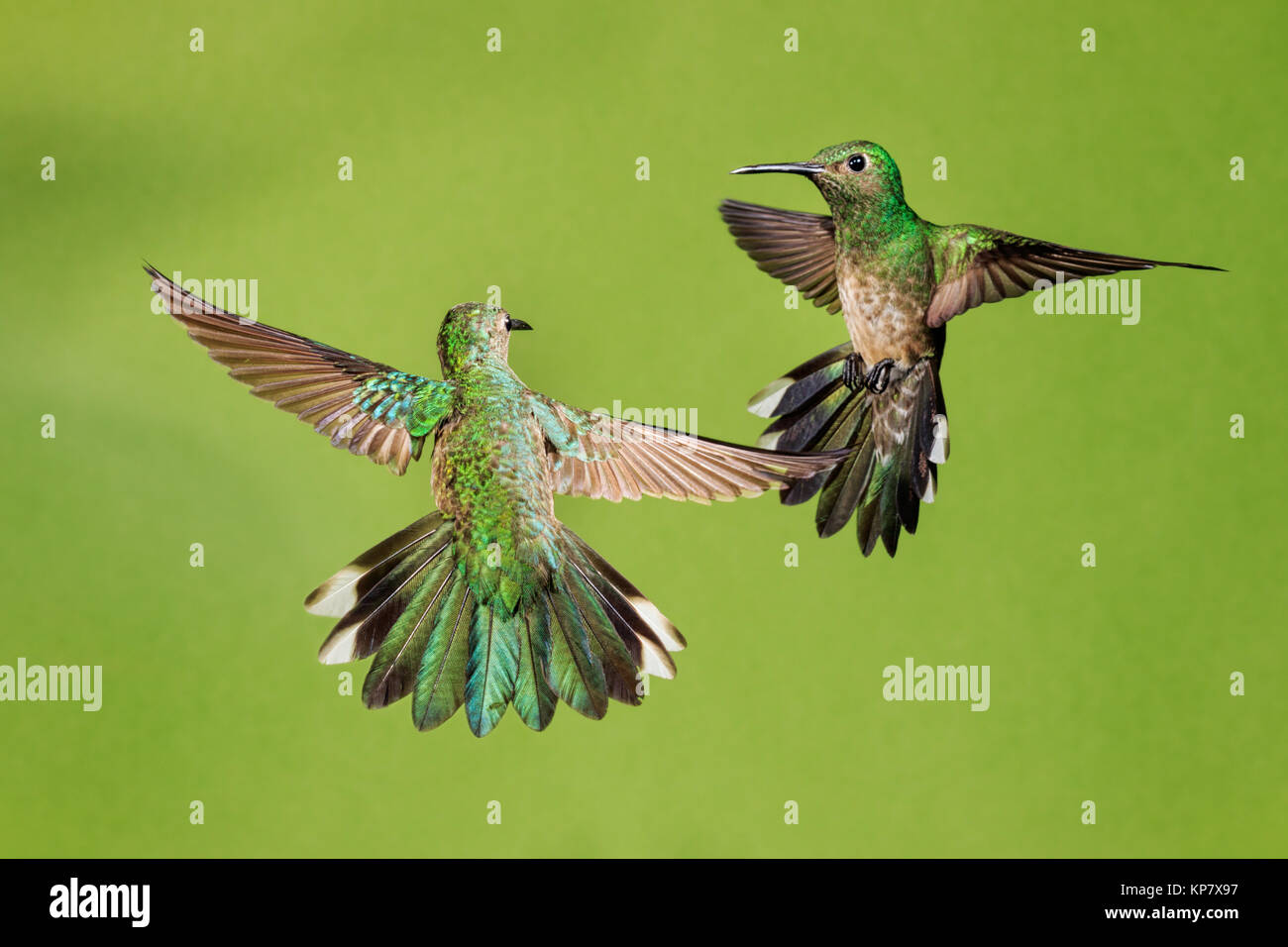 Rufous Tailed Hummingbird Stock Photos & Rufous Tailed Hummingbird ...