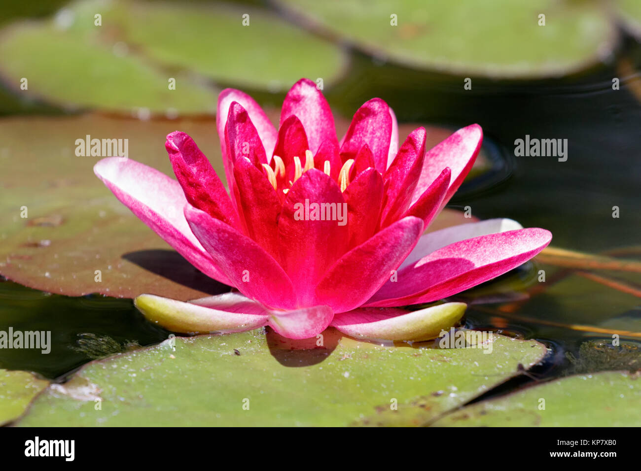 Bright Pink Water Lilly with Bright Yellow Stamens and Lilly Pads Stock ...