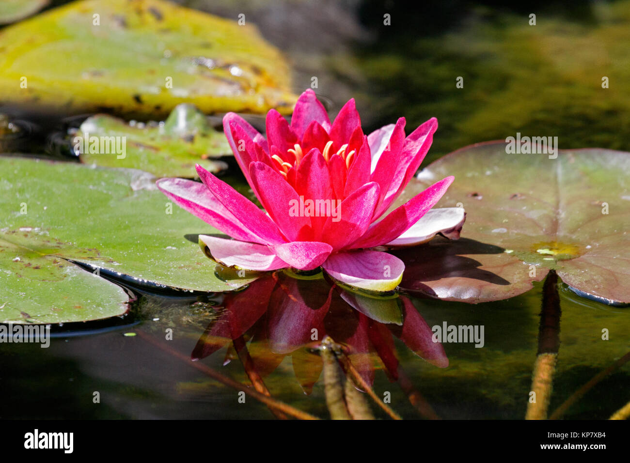 Bright Pink Water Lilly with Bright Yellow Stamens and Lilly Pads Stock ...