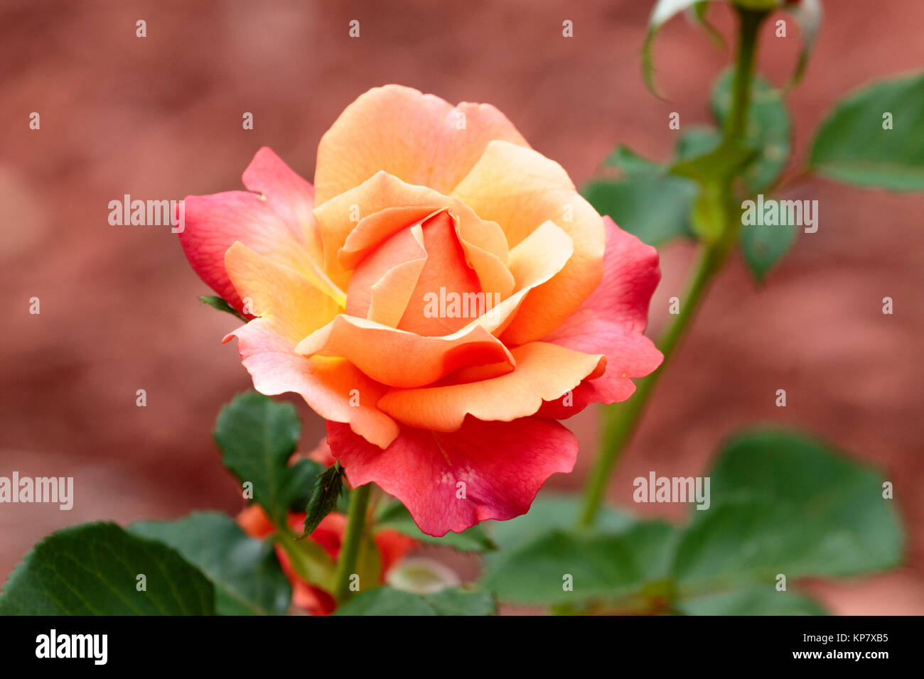 Backyard Rose With Salmon and Pink Color Stock Photo - Alamy