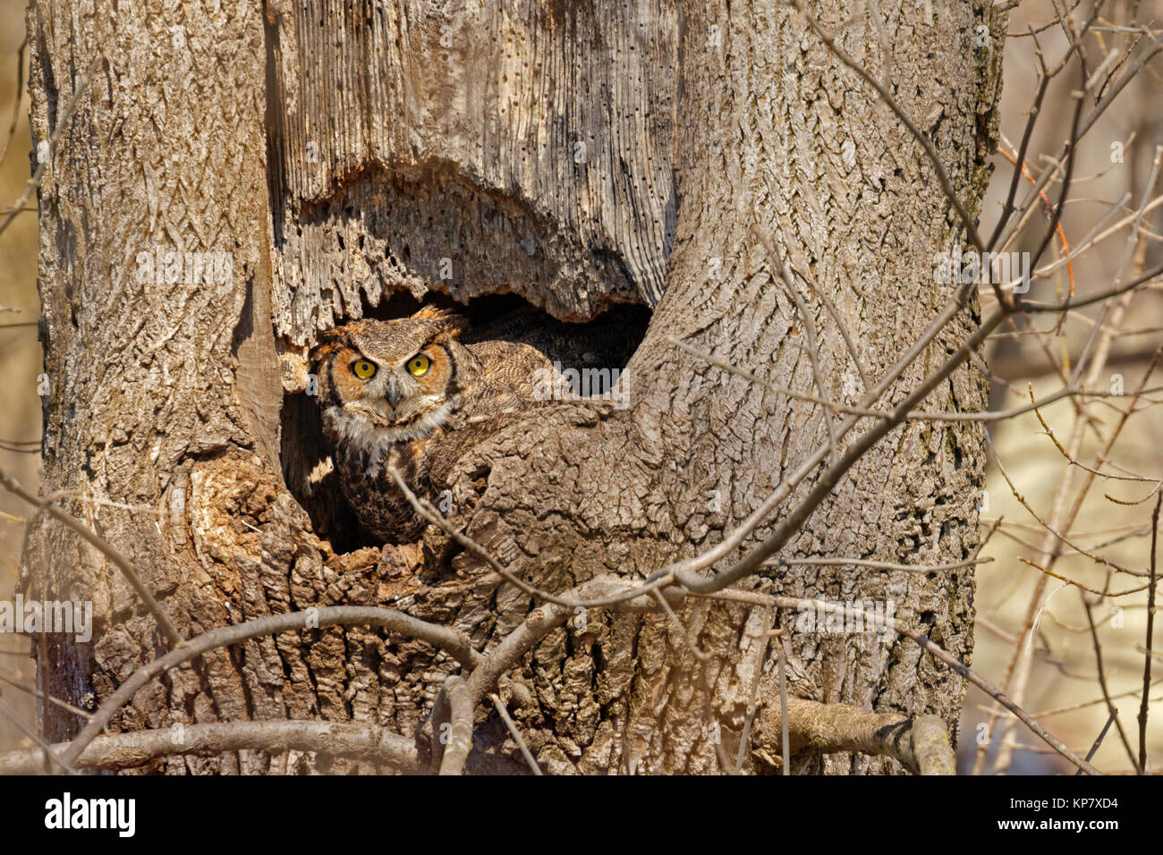Great Horned Owl Hiding In Tree Stock Photo - Alamy