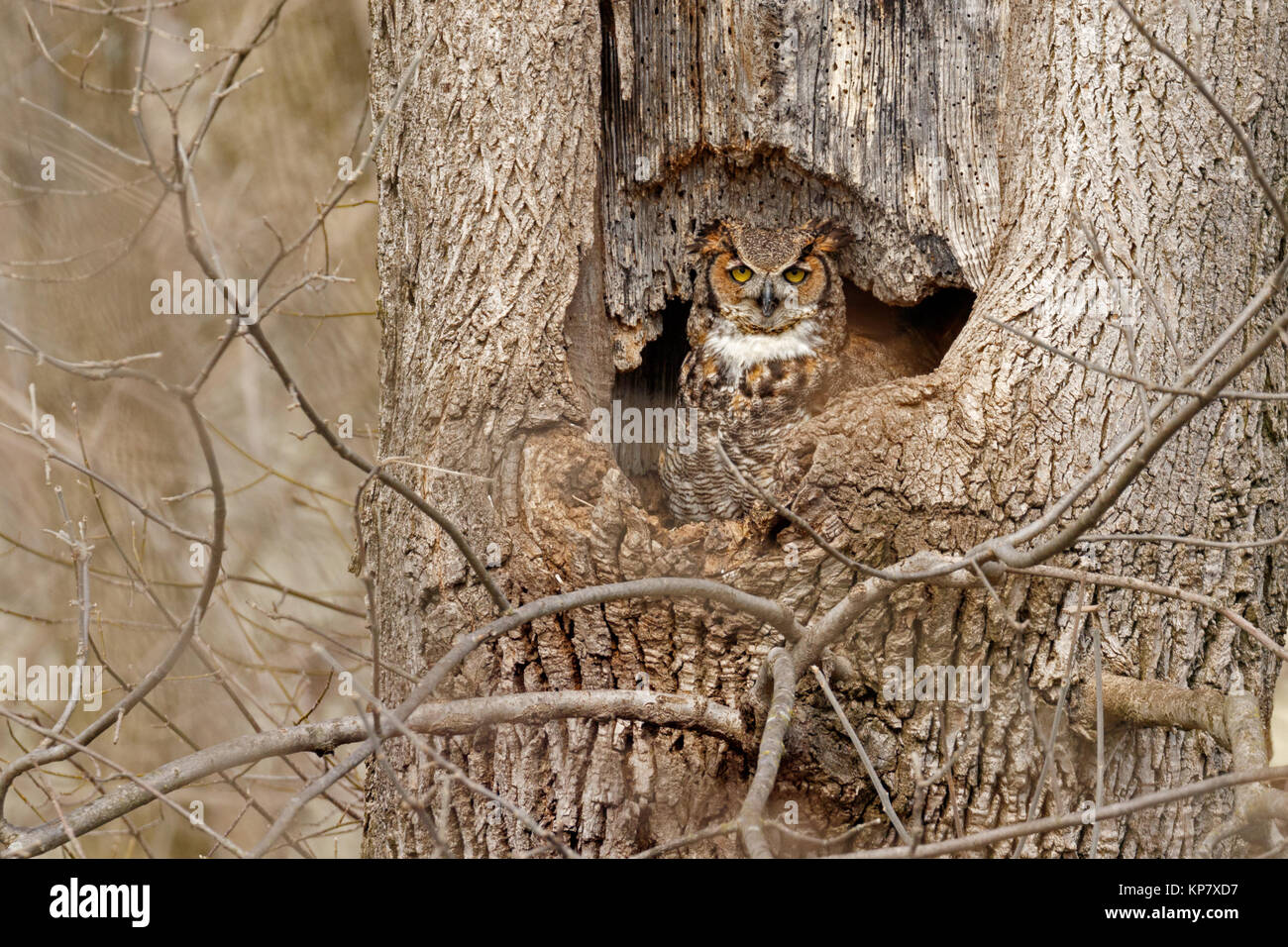 Great Horned Owl Hiding In Tree Stock Photo - Alamy