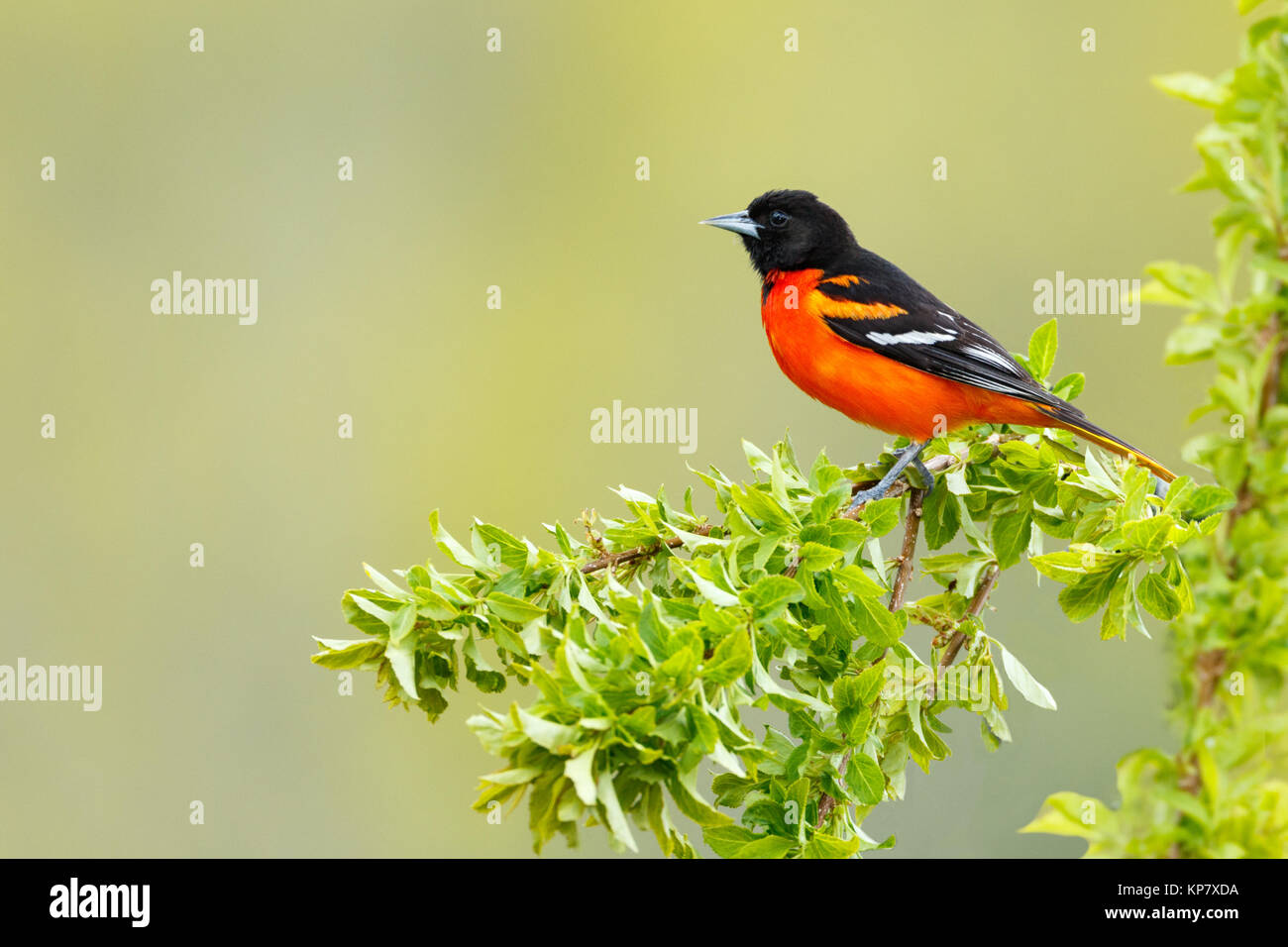 Baltimore Oriole Sitting In Tree In Back Yard Stock Photo - Alamy