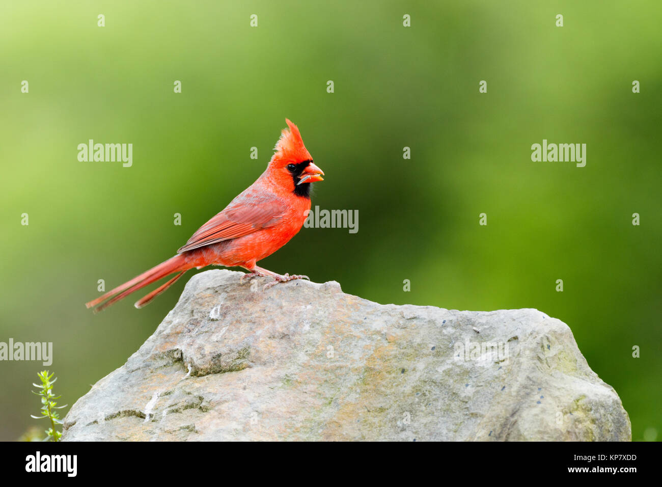 American cardinal hi-res stock photography and images - Alamy