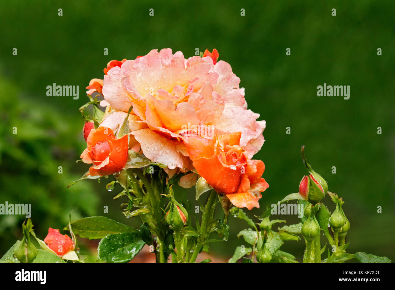 Salmon Colored Backyard Rose Stock Photo - Alamy