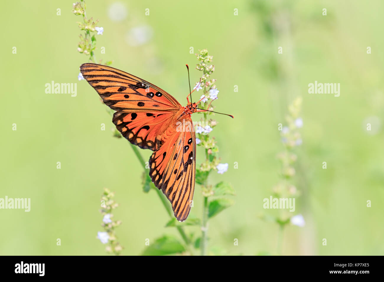 Fritillary Butterfly Golden Orange Color With Spots in Central Florida ...