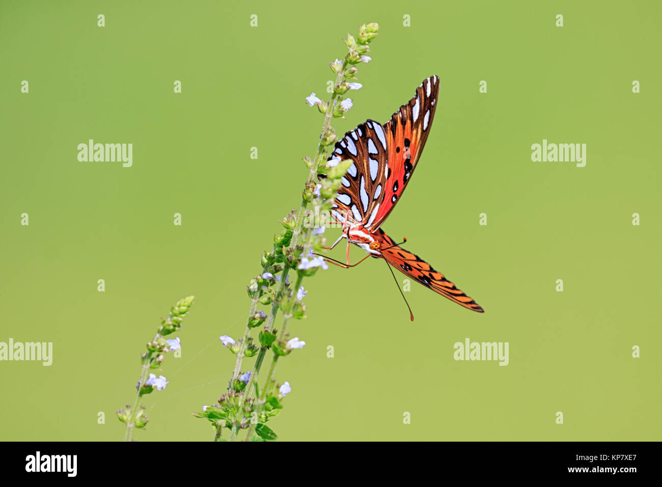 Fritillary Butterfly Golden Orange Color With Spots in Central Florida ...