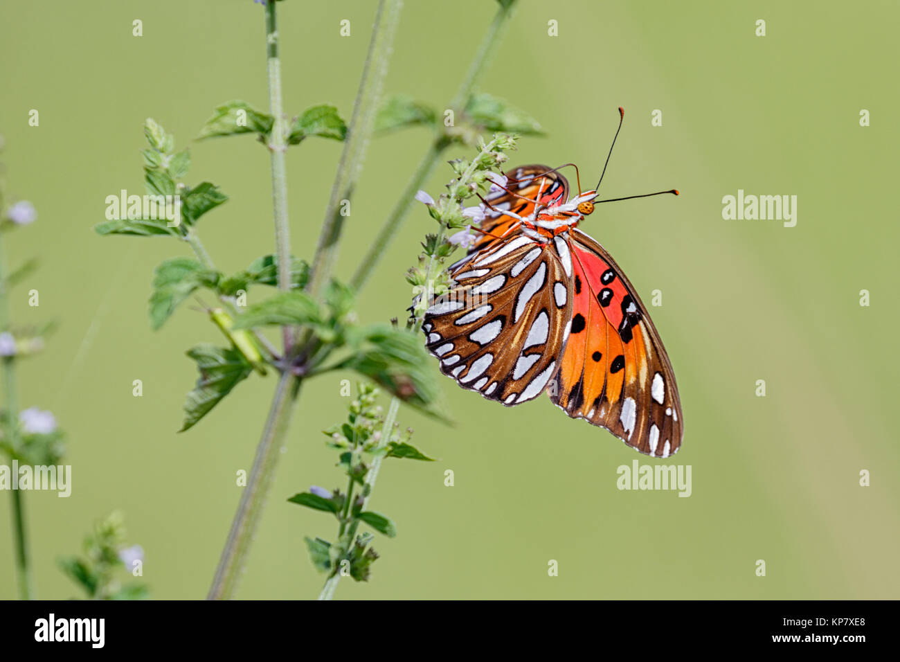Fritillary Butterfly Golden Orange Color With Spots in Central Florida ...
