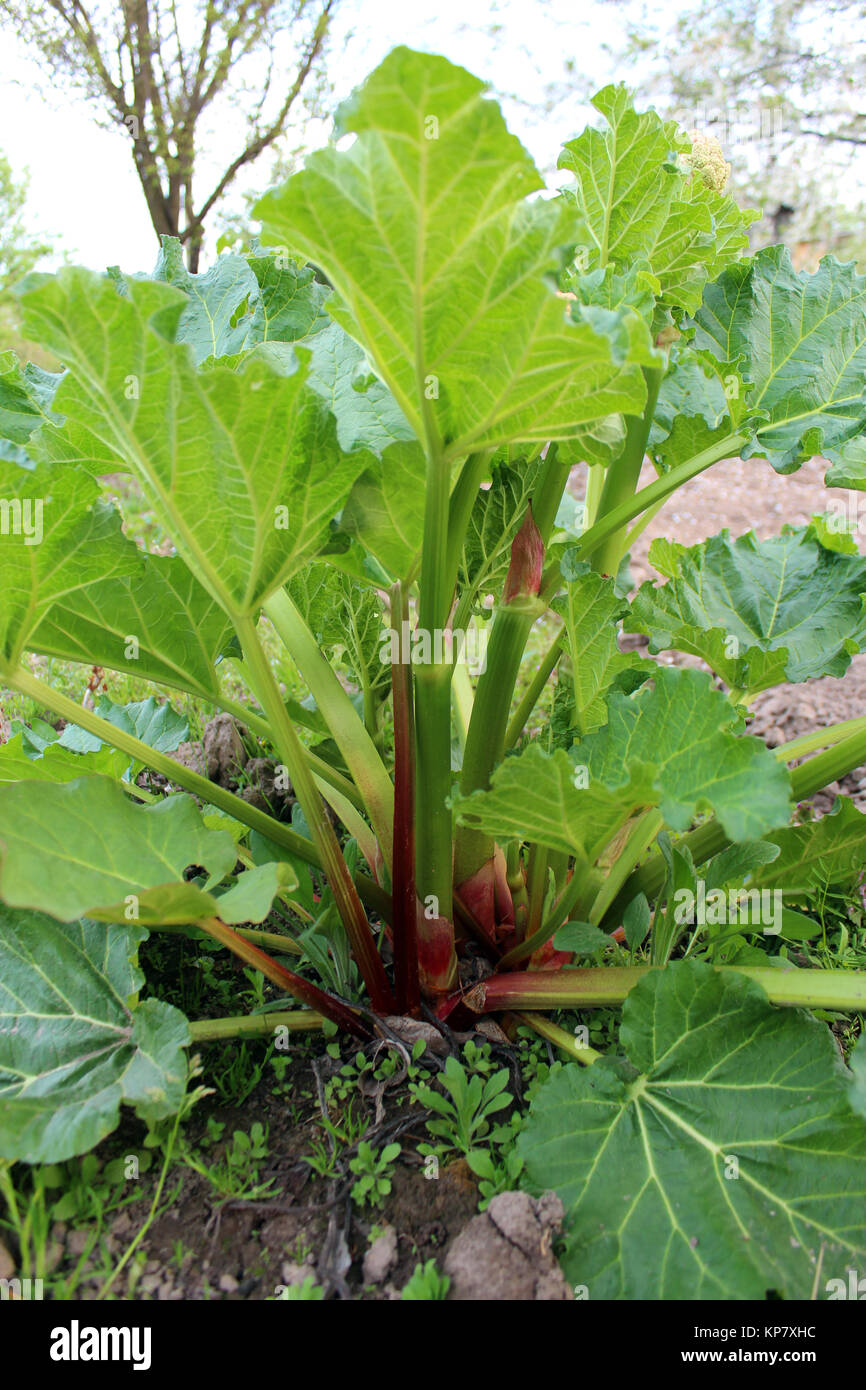 Rhubarb plant leaves hi-res stock photography and images - Alamy