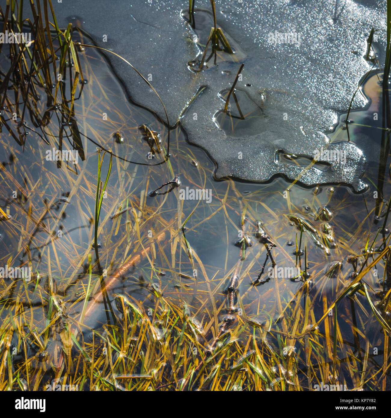 Melting ice on a pond in spring Stock Photo - Alamy
