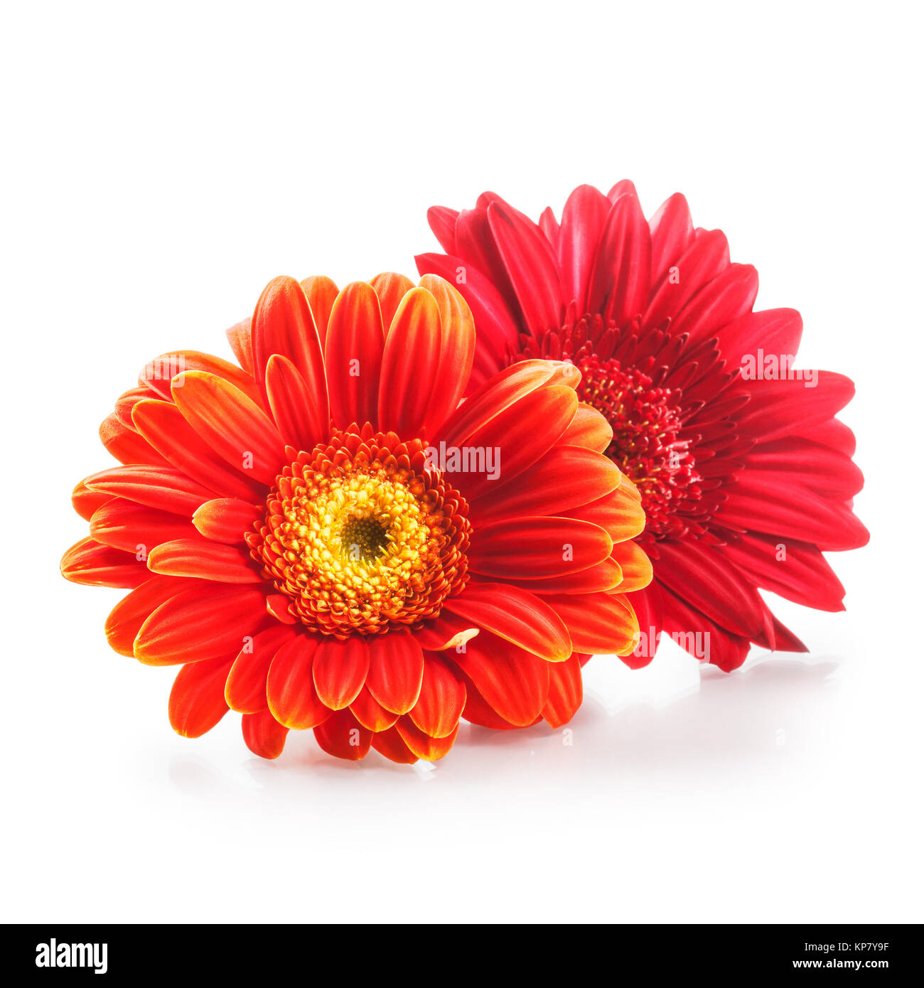 Two gerbera daisy flower heads isolated on white background. Design ...