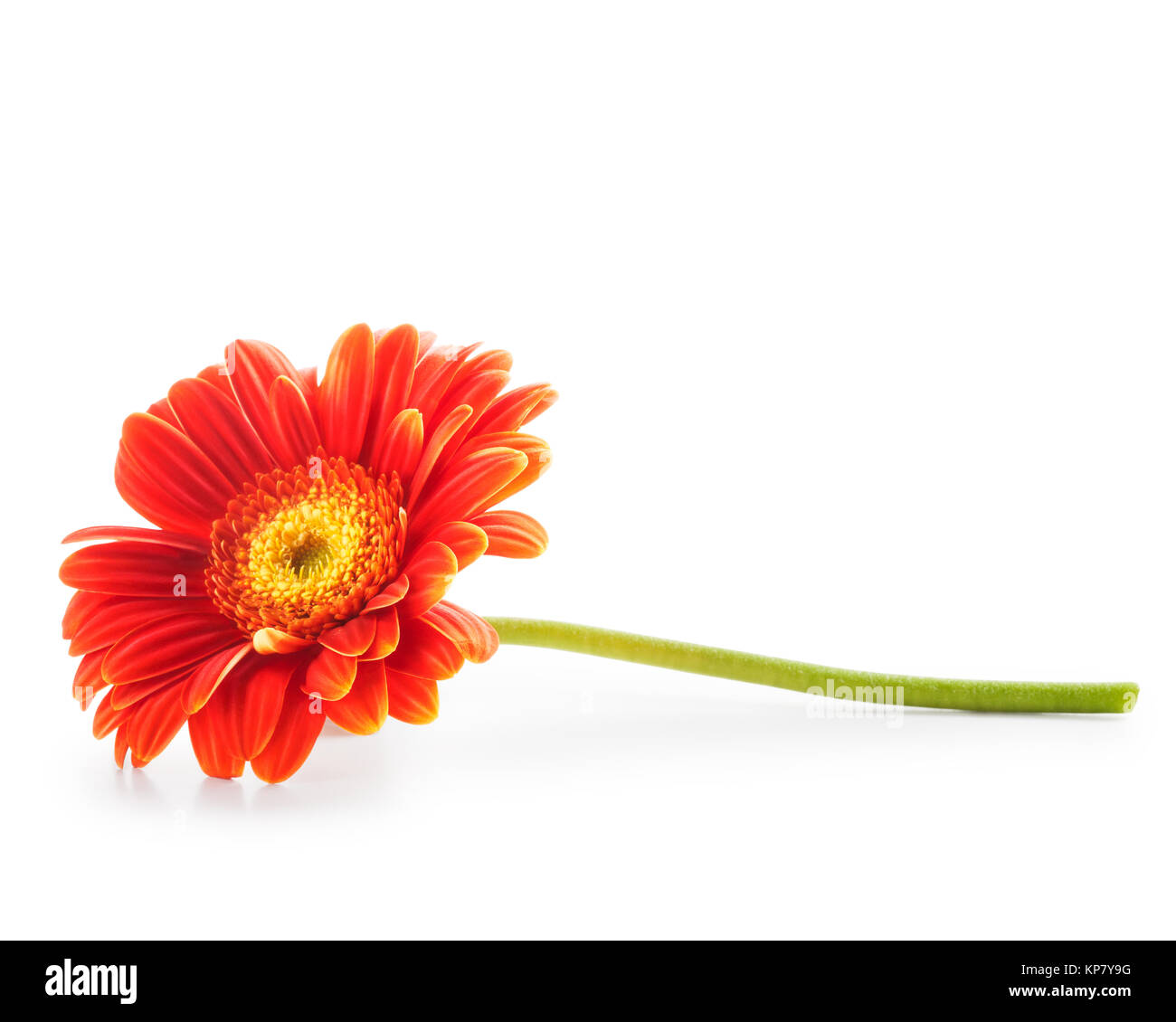 Gerbera daisy flower isolated on white background. Design element ...