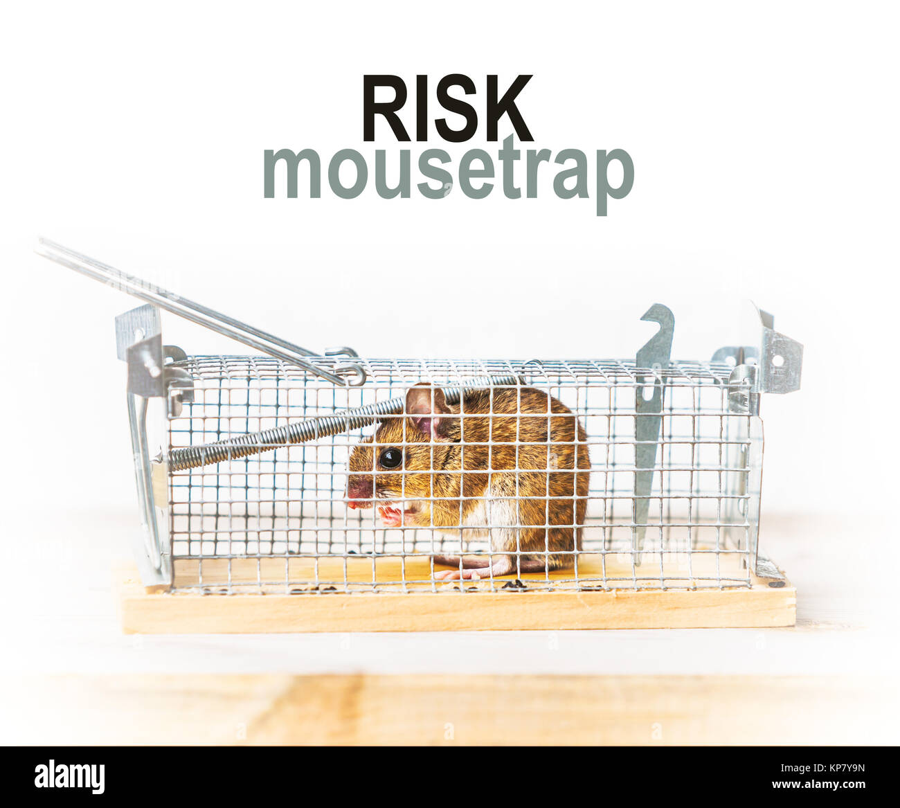 Metal mesh mousetrap with angry brown field mouse Stock Photo - Alamy