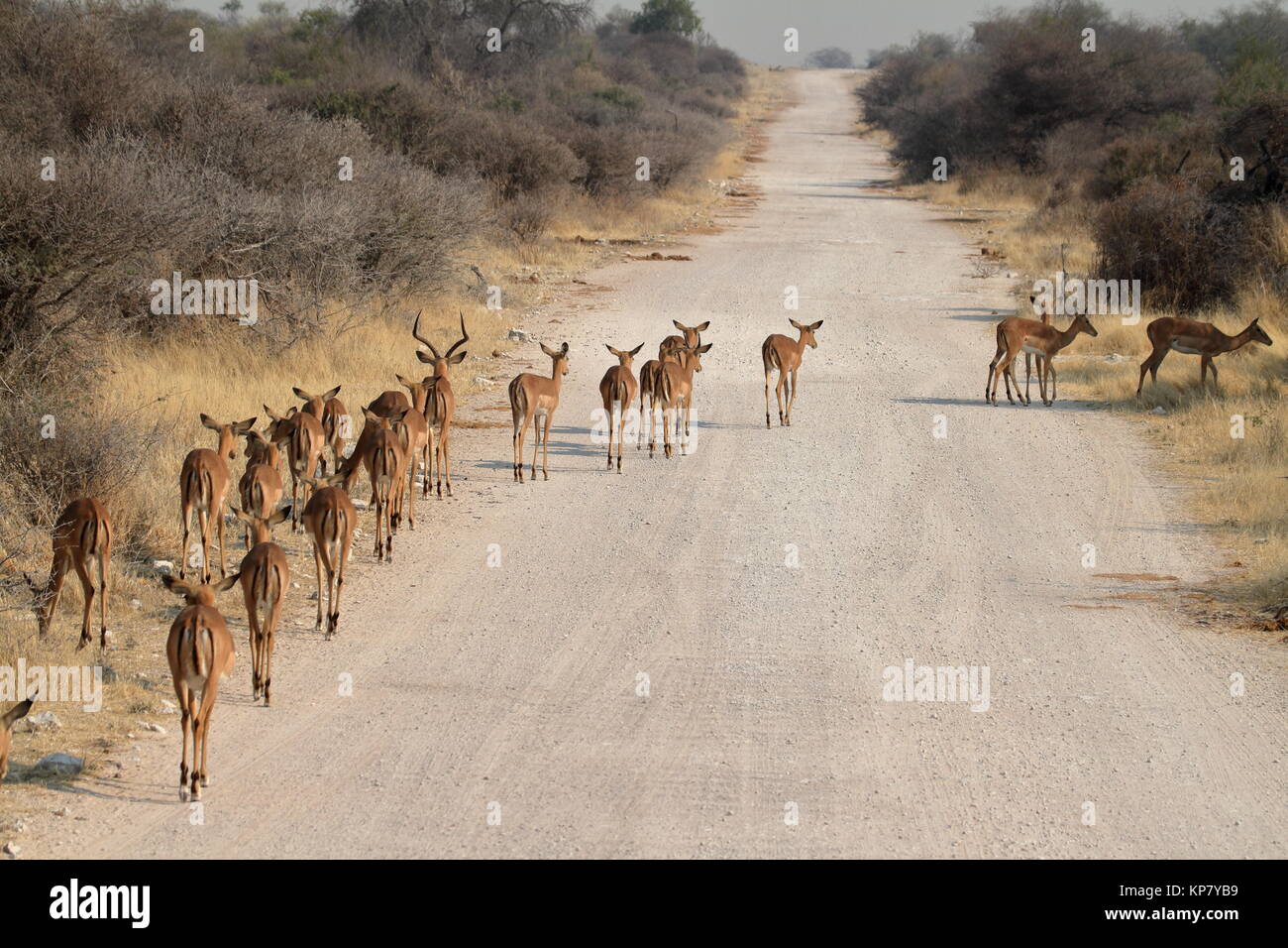 impalas in the etosha national park in namibia Stock Photo - Alamy