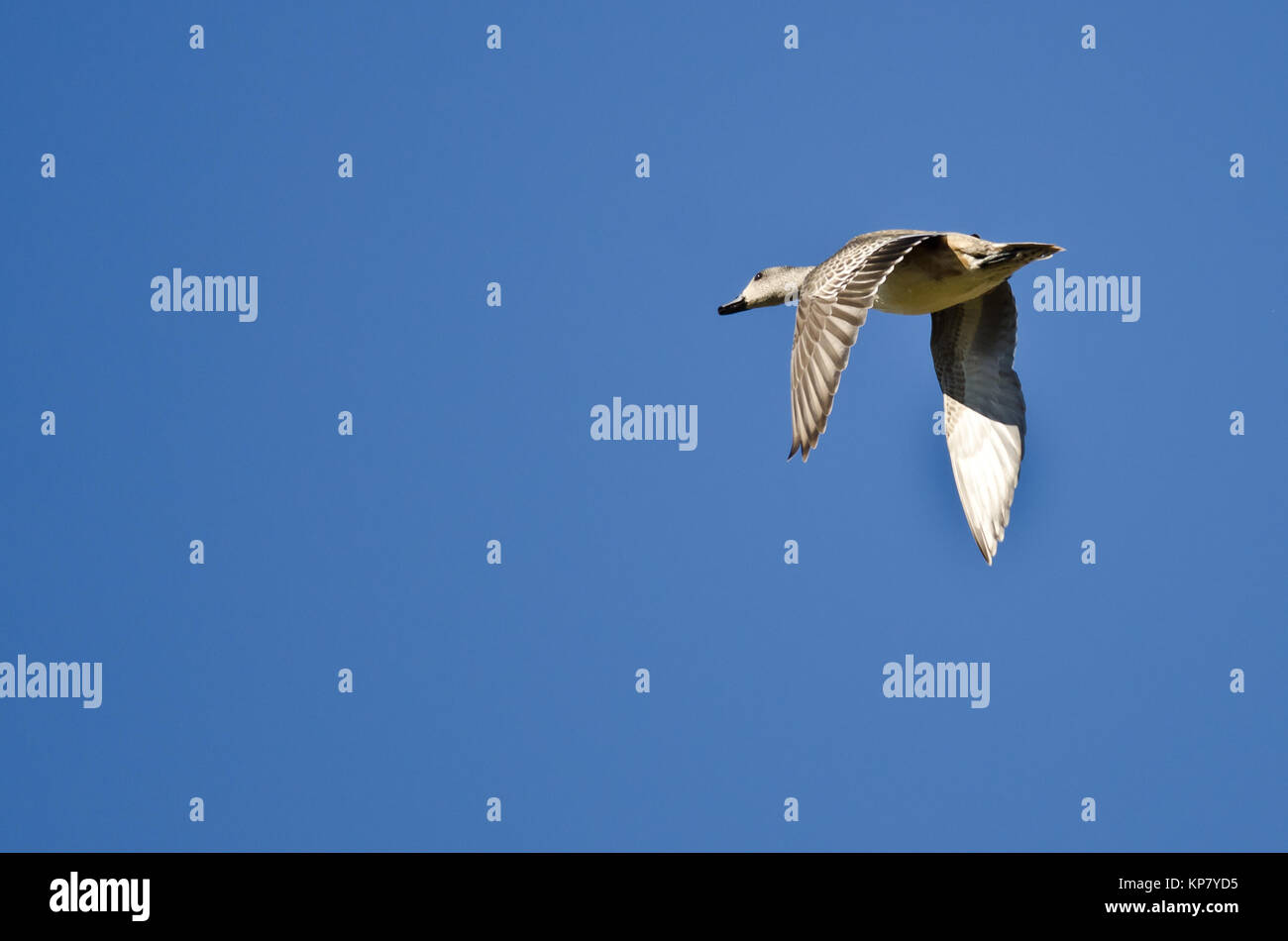 Lone Gadwall Flying In a Blue Sky Stock Photo - Alamy