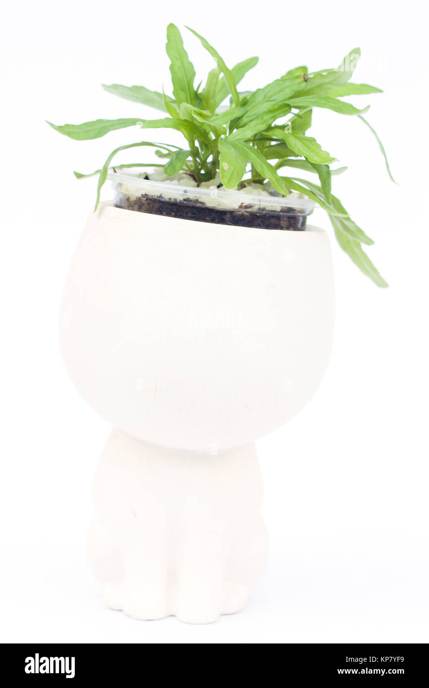 Green plant in pot isolated on white background Stock Photo - Alamy