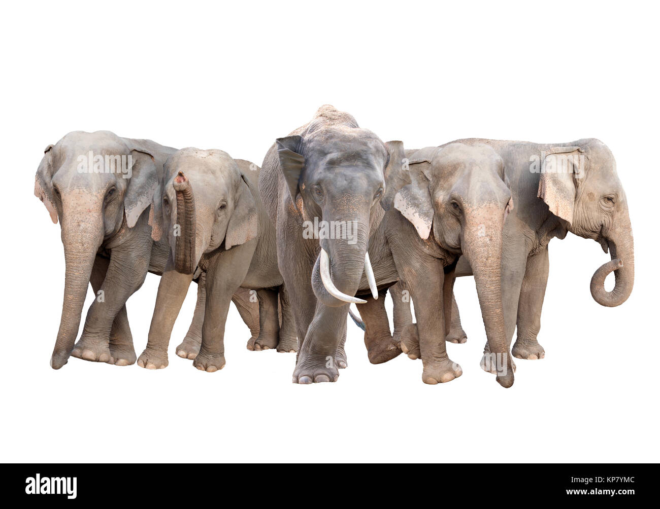 group of asia elephant isolated on white background Stock Photo - Alamy