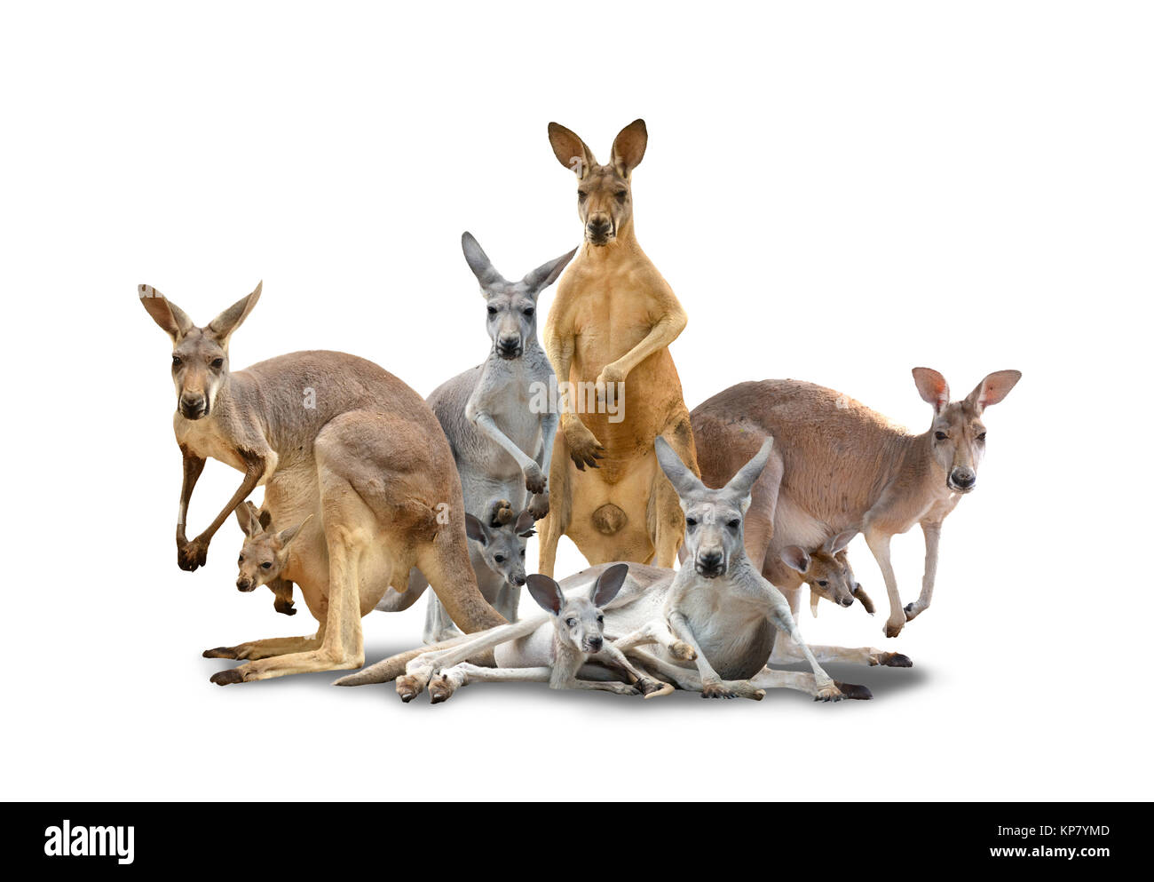 Side view group brown Cut Out Stock Images & Pictures - Alamy