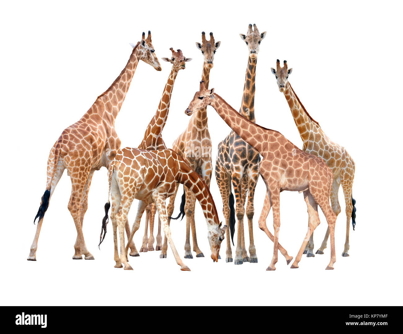 group of giraffe isolated Stock Photo - Alamy