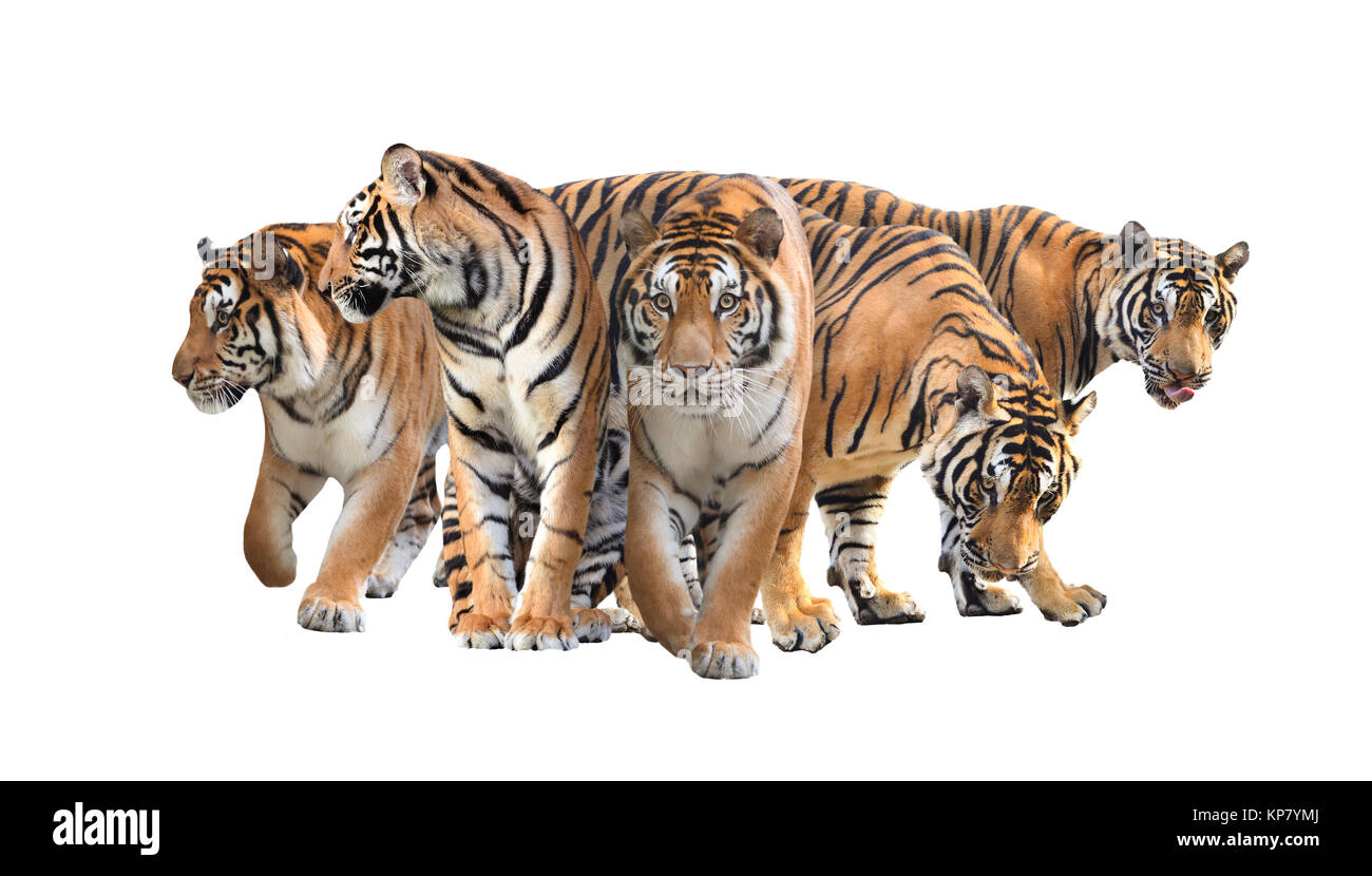 group of bengal tiger isolated on white background Stock Photo - Alamy