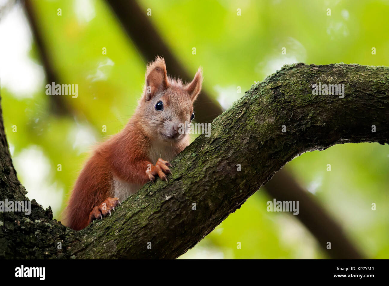 Little red squirrel in fall hi-res stock photography and images - Alamy