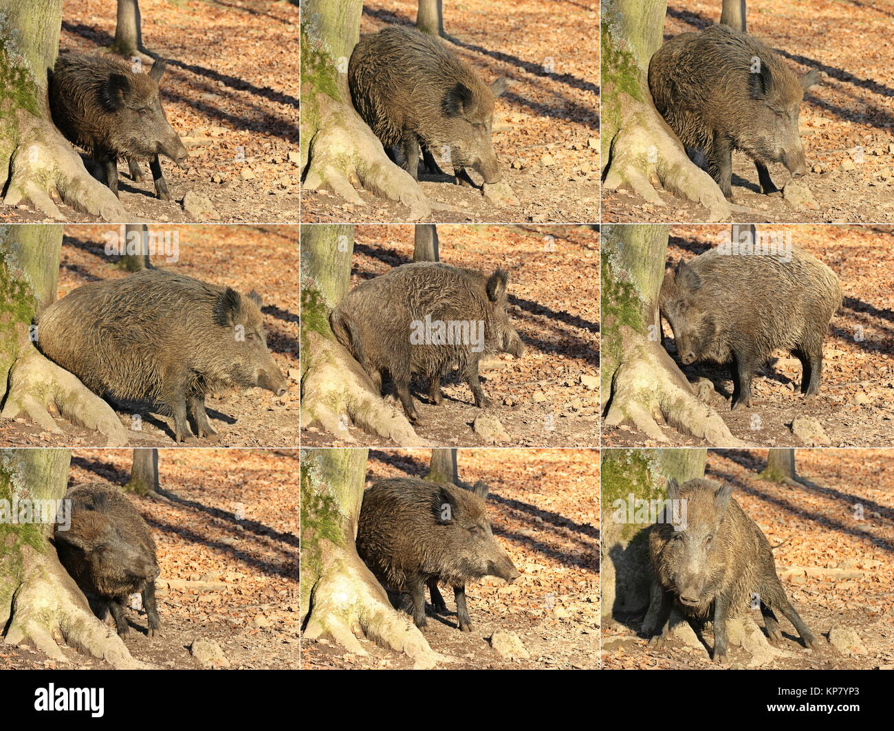 Wild boar sus scratching tree hi-res stock photography and images - Alamy