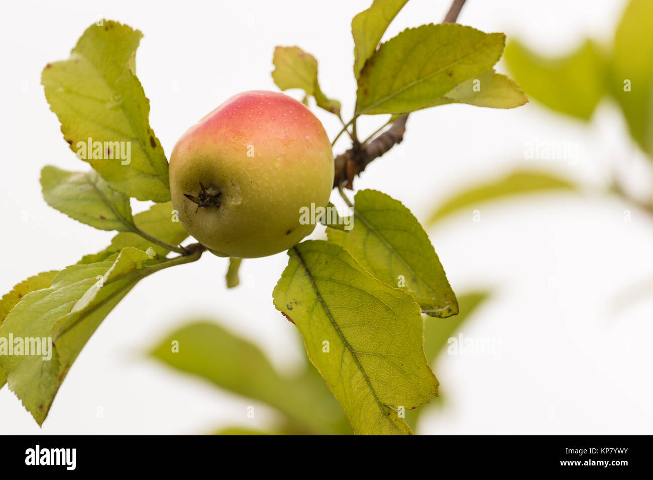 The apple tree Stock Photo - Alamy