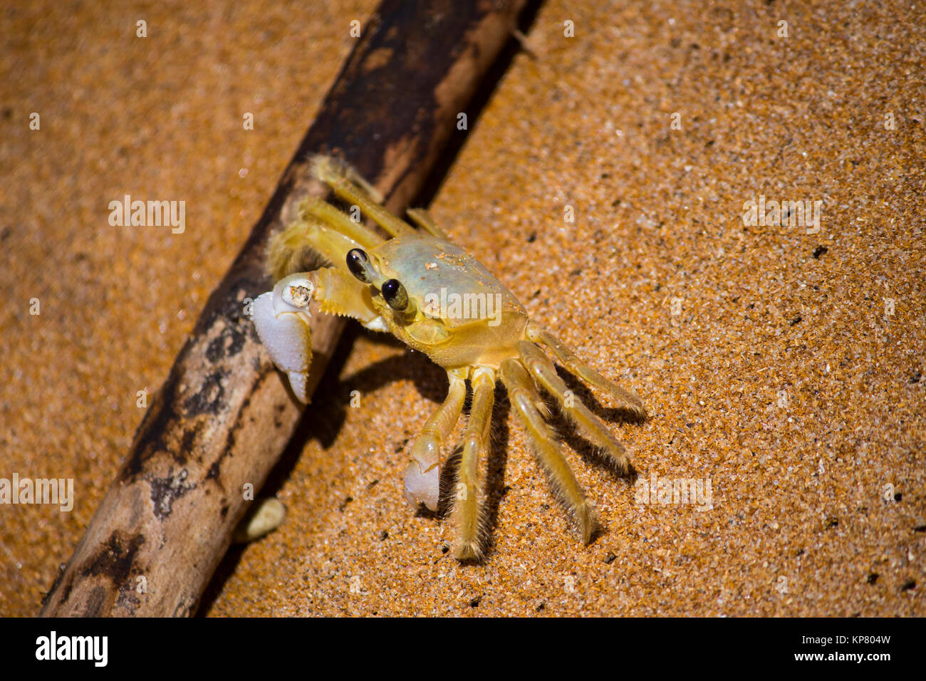 Atlantic Ghost Crab at the beach Stock Photo - Alamy