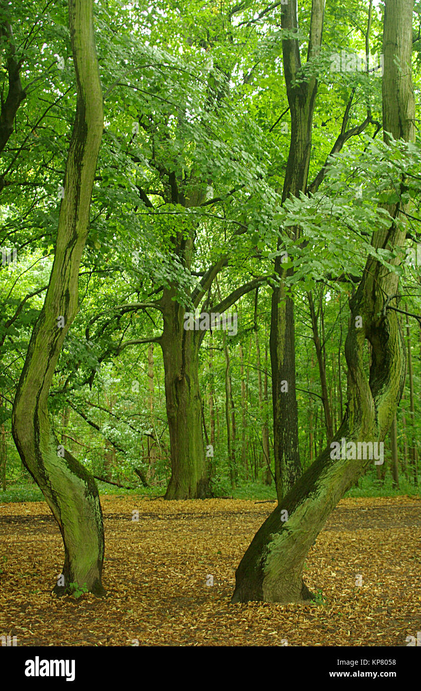 Bizarre trees hi-res stock photography and images - Alamy