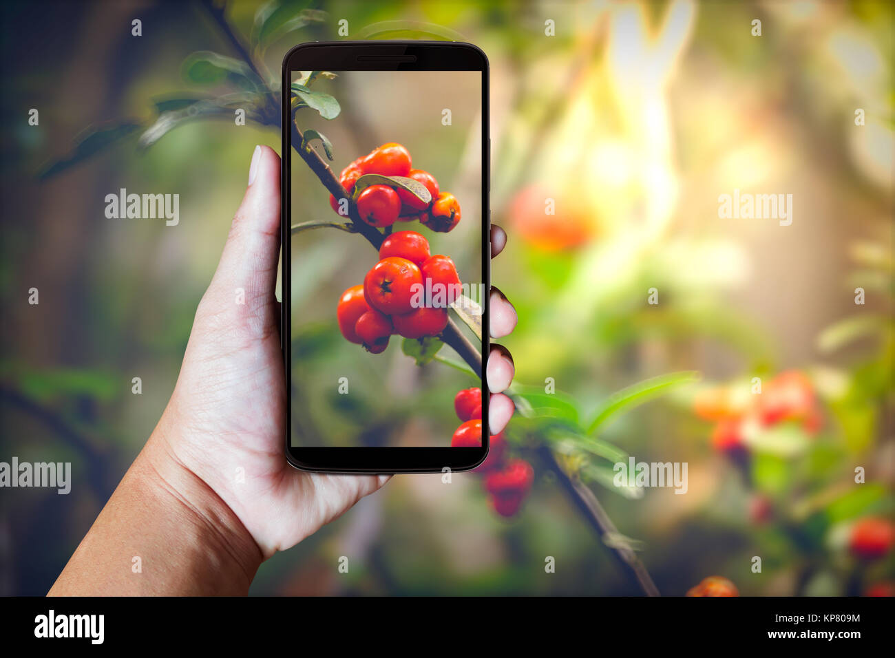 Modern mobile phone in the hand Stock Photo - Alamy