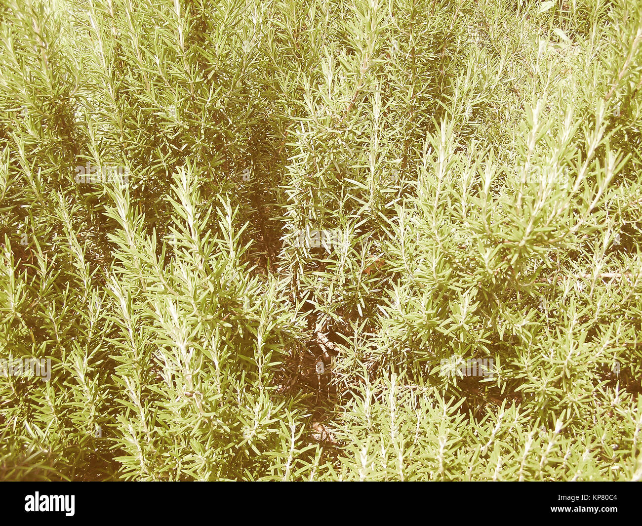 Retro looking Rosemary Stock Photo - Alamy