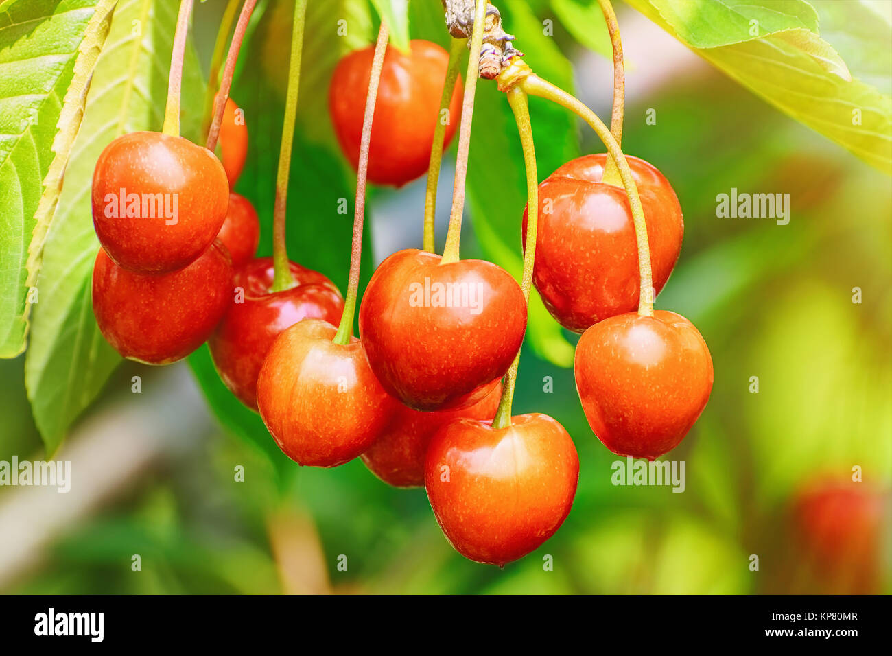 Mazzard cherry hi-res stock photography and images - Alamy