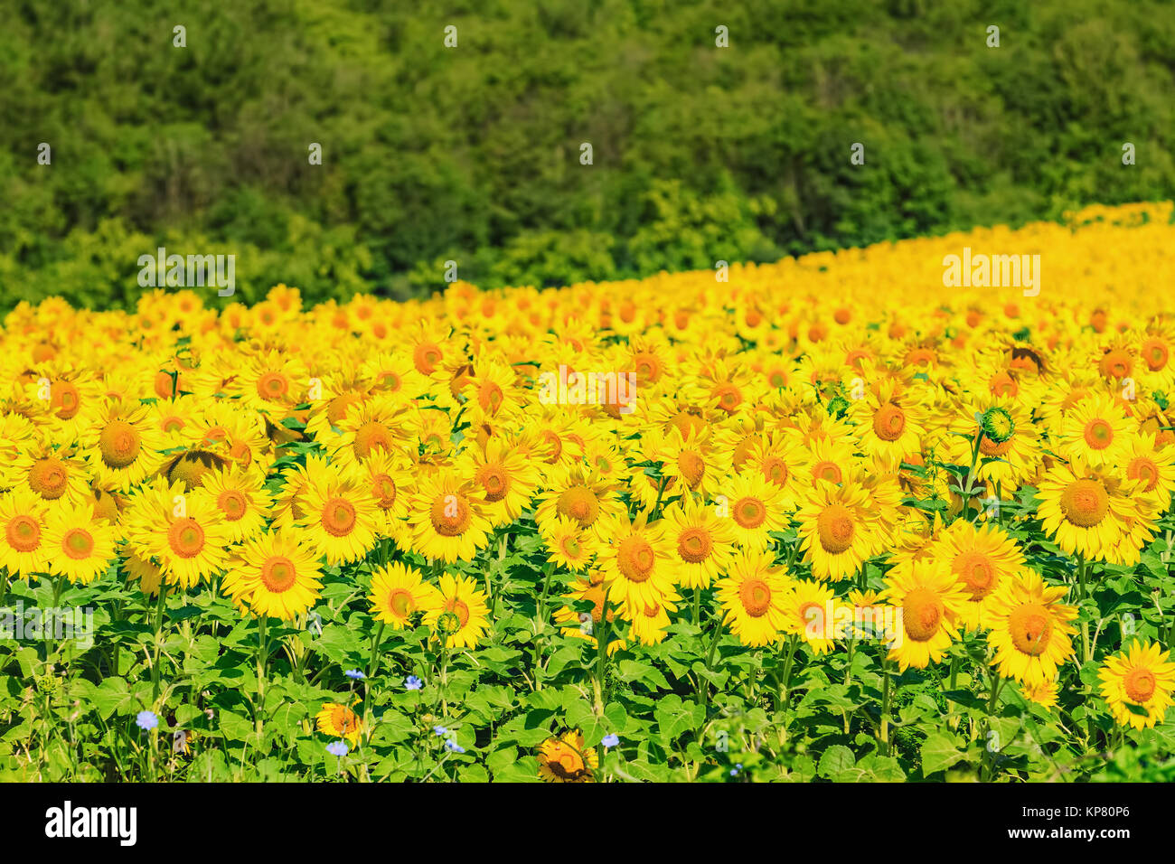 Environment enviroment industry flower hi-res stock photography and ...