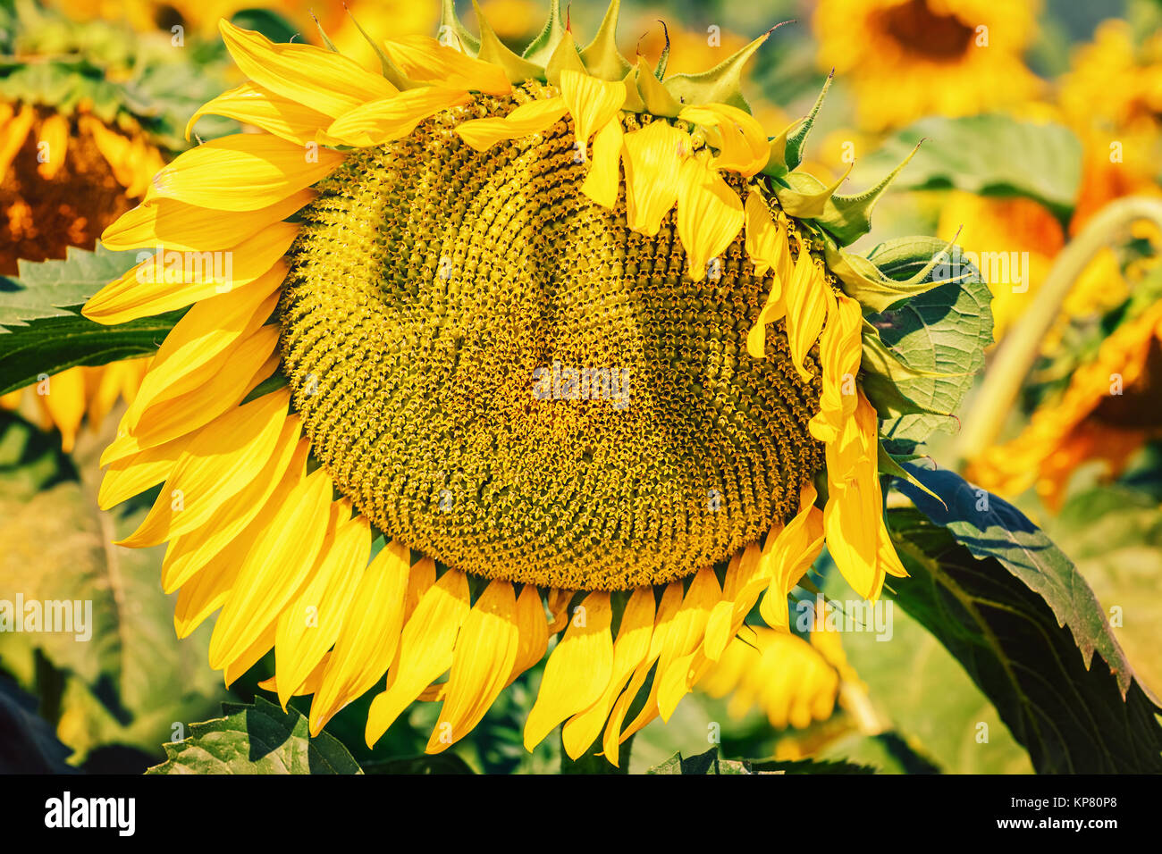 Ripe sunflower hi-res stock photography and images - Alamy