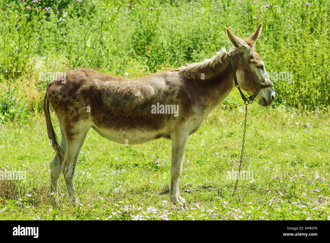 Donkey harnessed hi-res stock photography and images - Alamy
