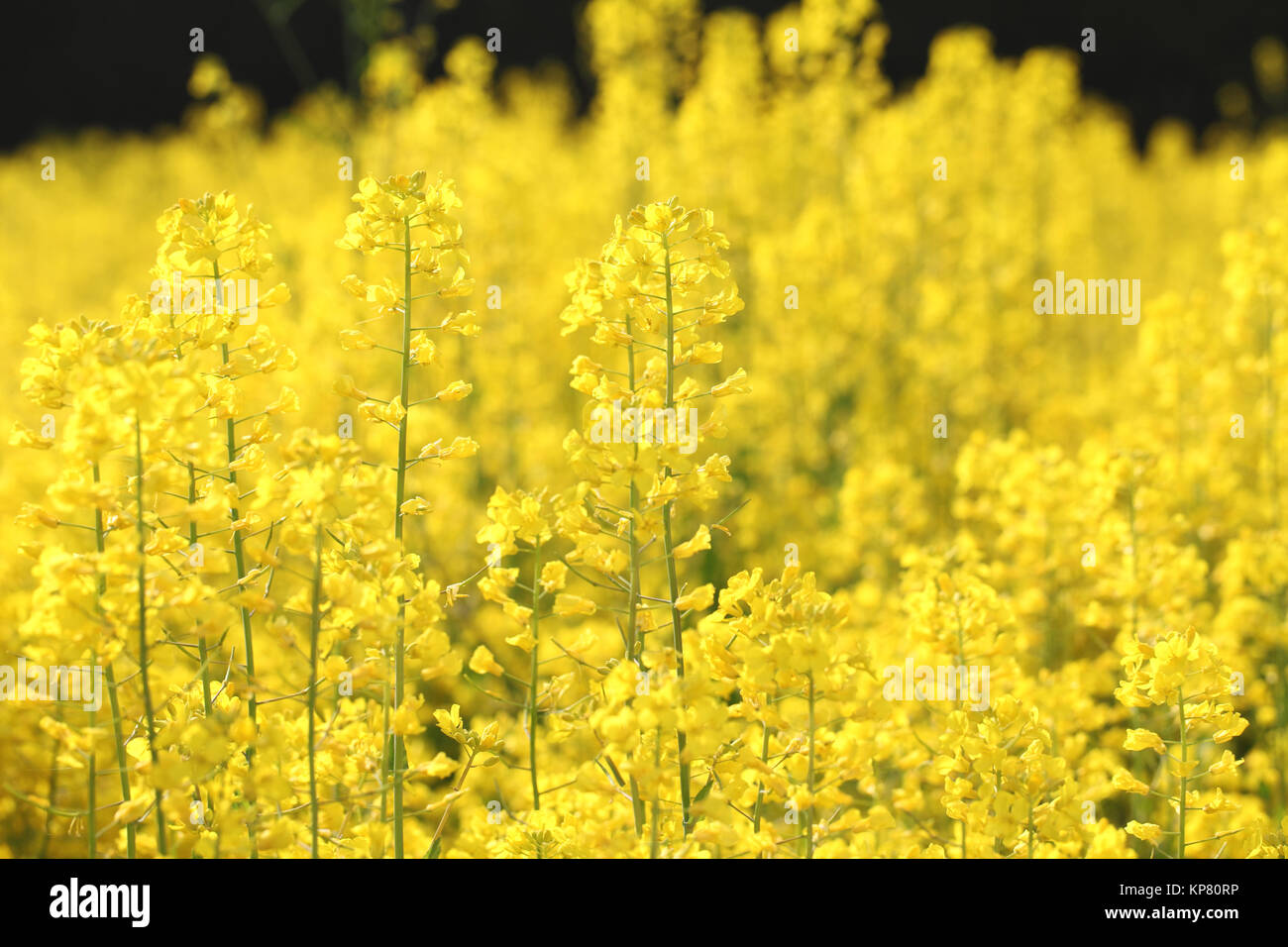 Canola stalk hi-res stock photography and images - Alamy