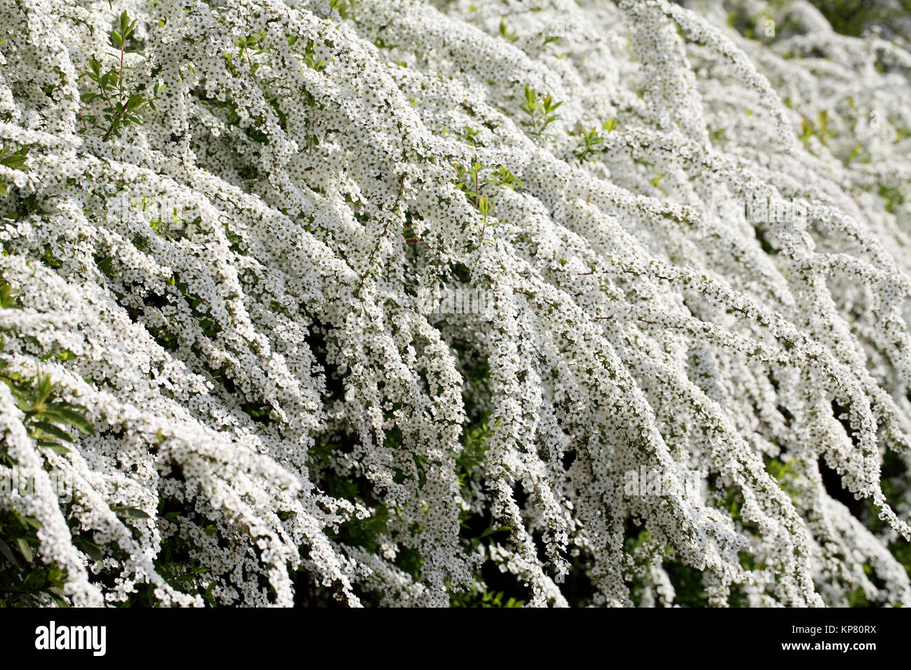 beautiful spiraea shrub with white flowers Stock Photo - Alamy