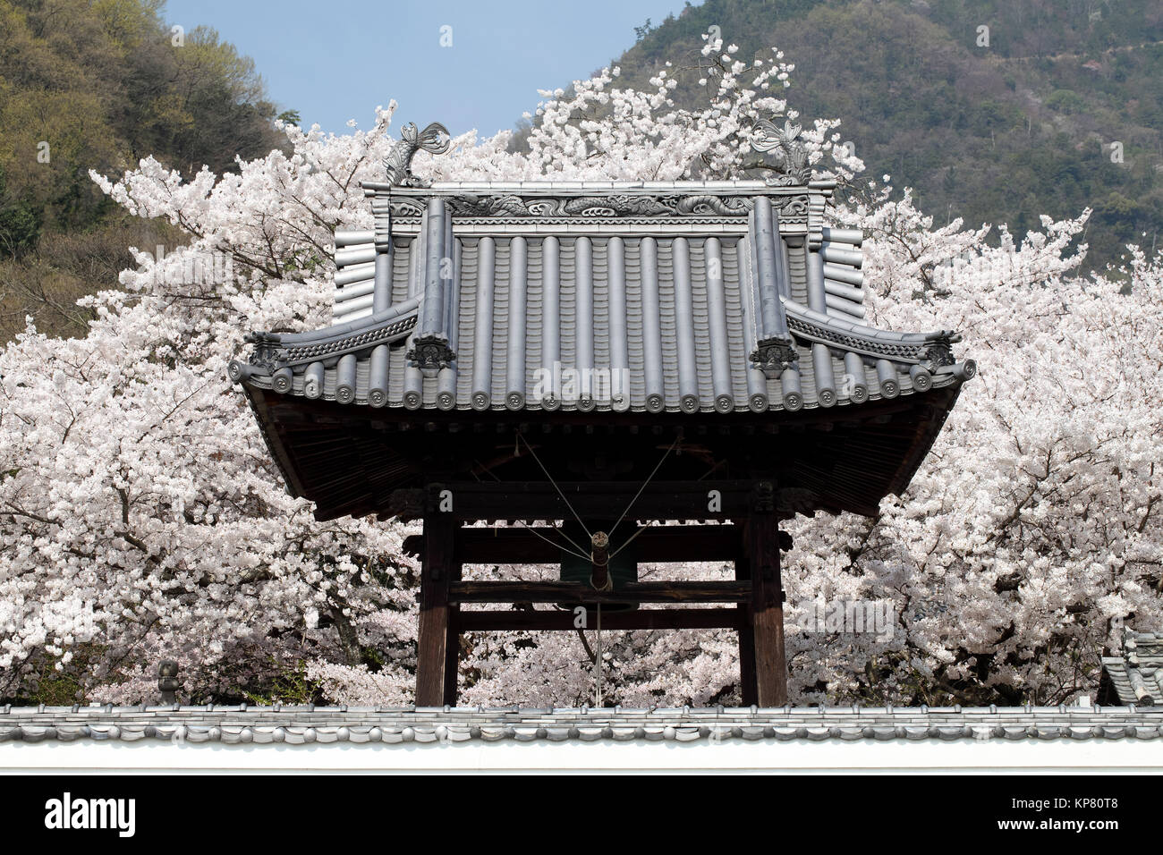 Japanese temple with flowering cherry tree Stock Photo - Alamy