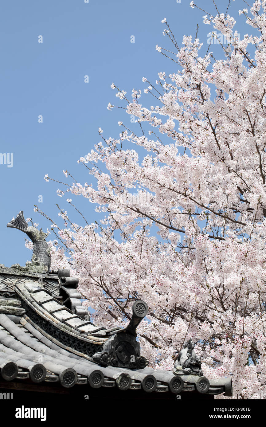 Japanese temple with flowering cherry tree Stock Photo - Alamy